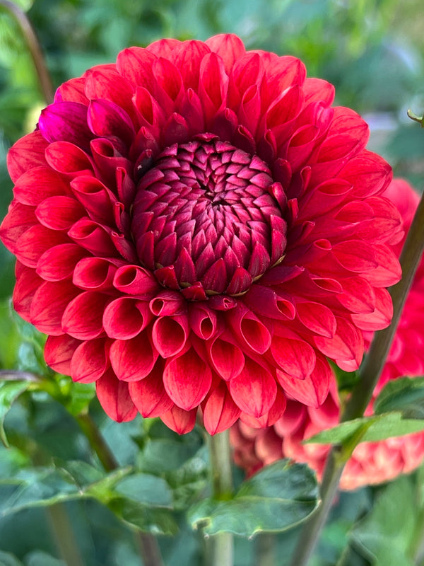 Brown Sugar – Sweet Bloom Farm