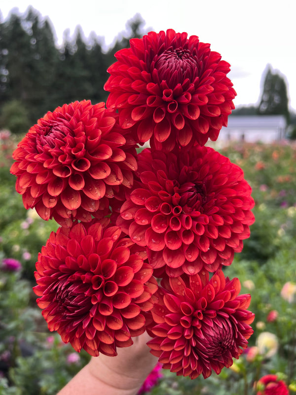 Brown Sugar – Sweet Bloom Farm