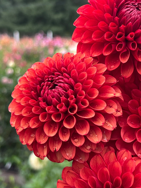 Brown Sugar – Sweet Bloom Farm