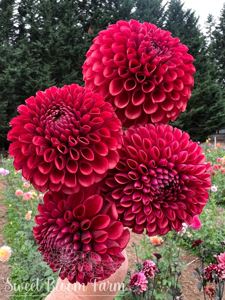 Copper Boy - Grade B – Sweet Bloom Farm