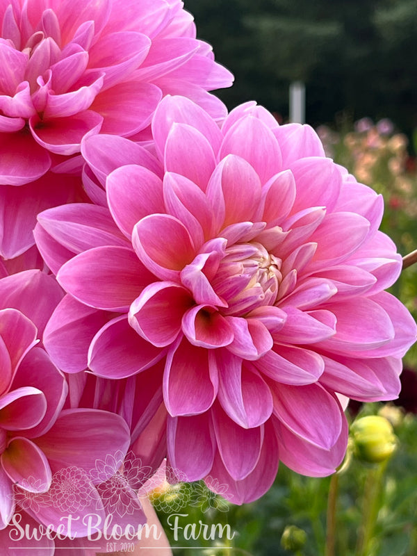 Gabbie's Wish - Grade B – Sweet Bloom Farm