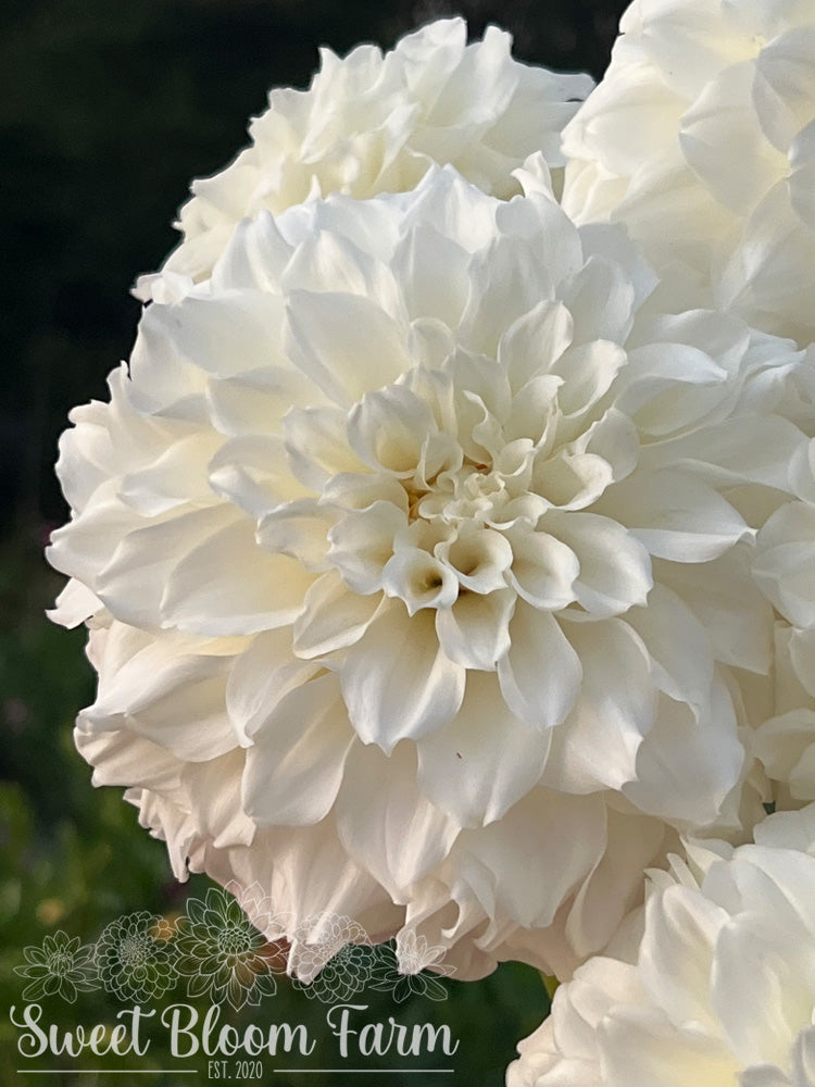 Irish Ruffles – Sweet Bloom Farm