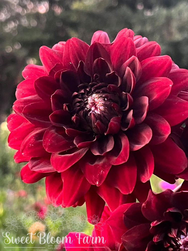 Karma Choc – Sweet Bloom Farm