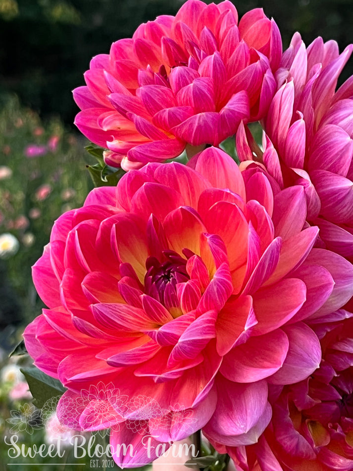 Pam Howden – Sweet Bloom Farm