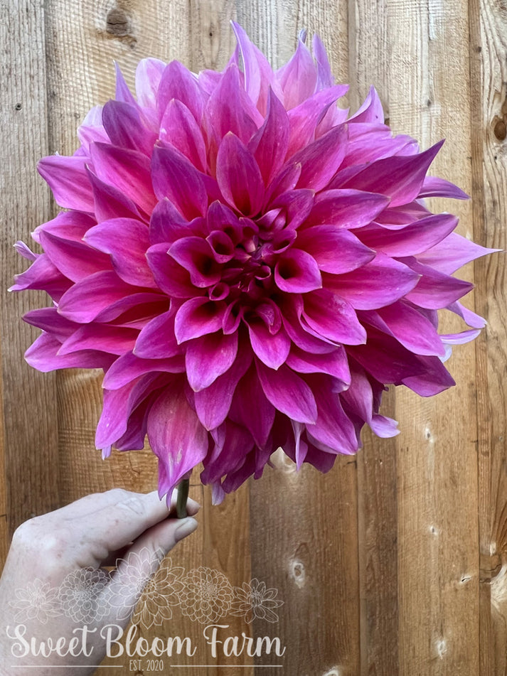 Wyoming Wedding – Sweet Bloom Farm